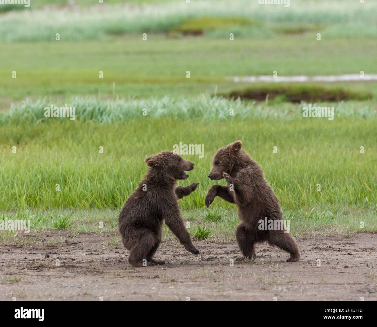 North America, USA, Alaska, Katmai National Park, Hallo Bay. Coastal ...