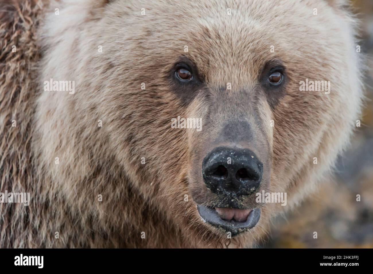 North America, USA, Alaska, Katmai National Park, Kukak Bay. Coastal ...