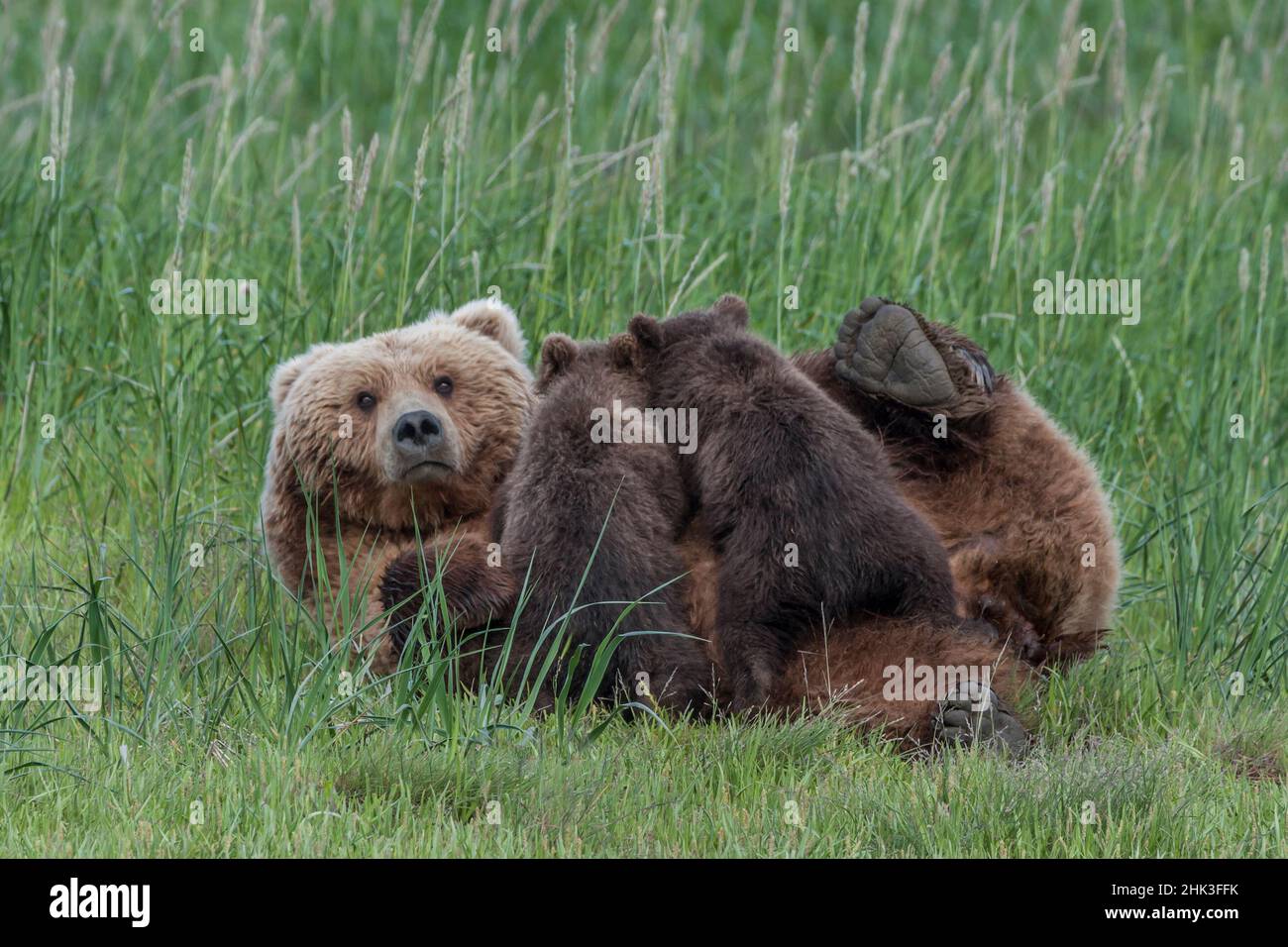 North America, USA, Alaska, Katmai National Park, Hallo Bay. Coastal ...