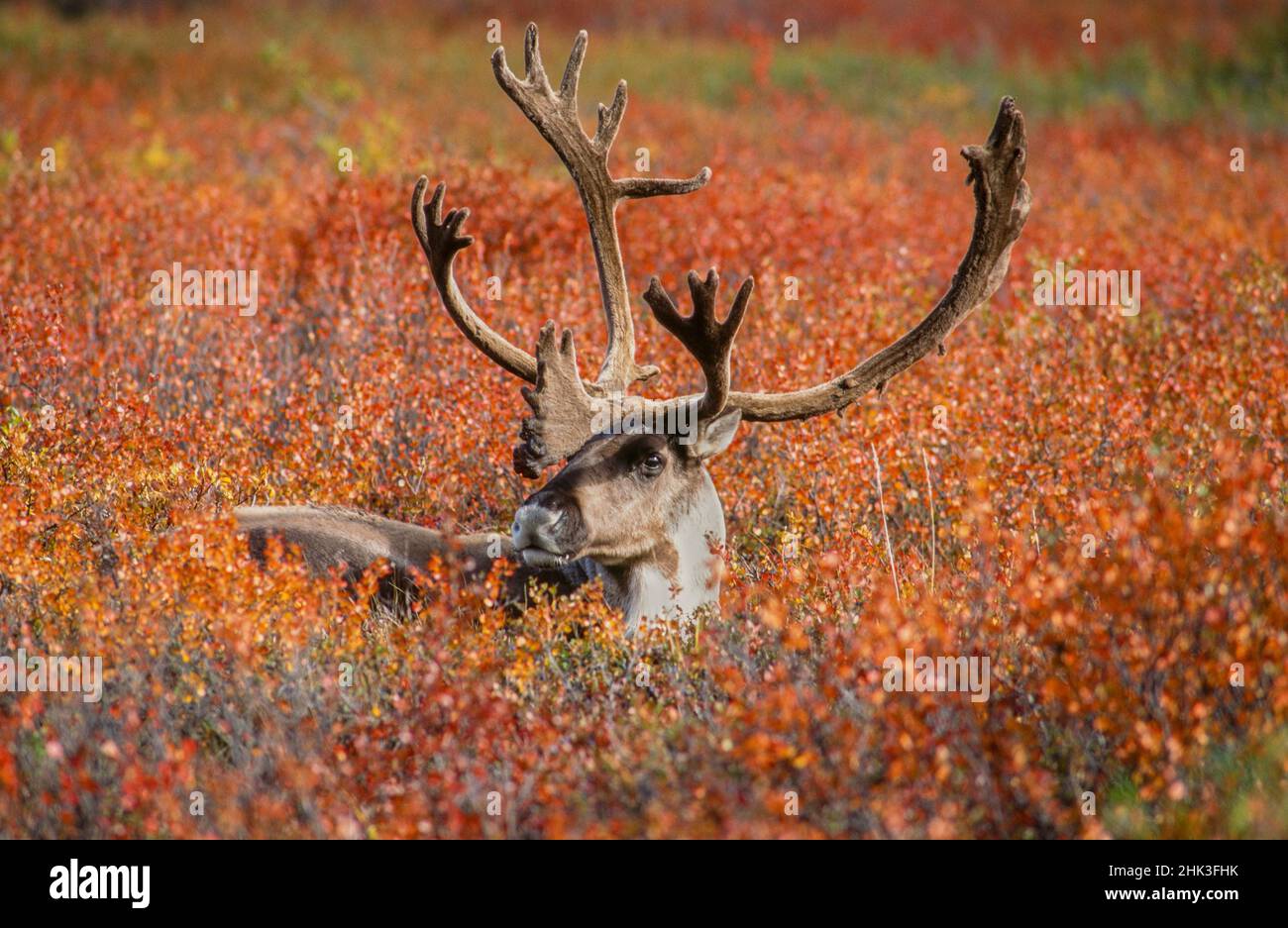 Large male caribou in red fall tundra, eye to eye with photographer ...