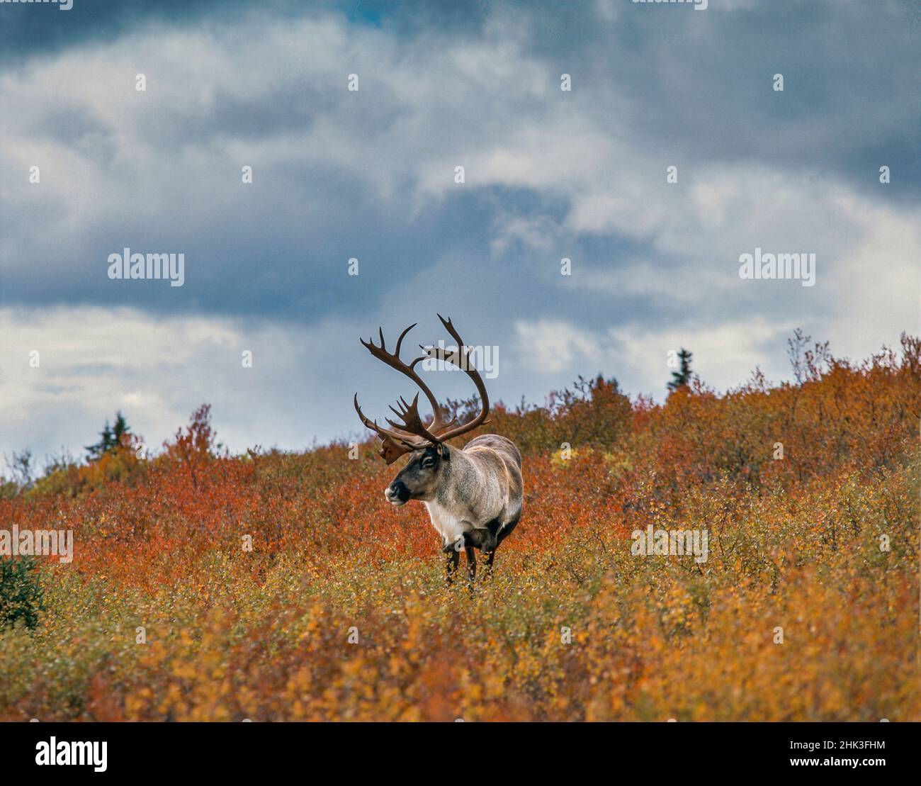 Fall foliage denali national park hi-res stock photography and images ...