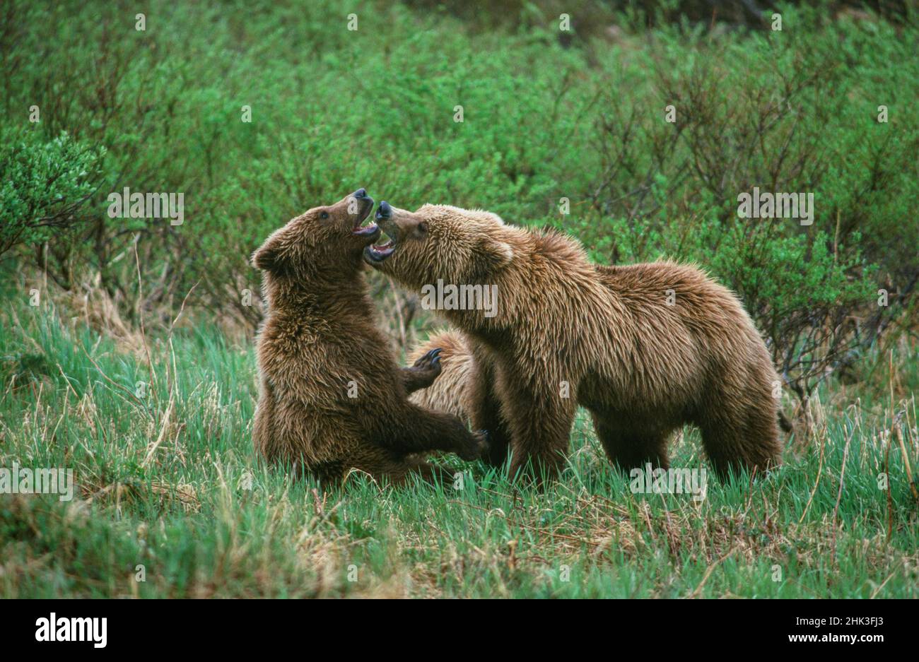 Mcneil river hi-res stock photography and images - Alamy