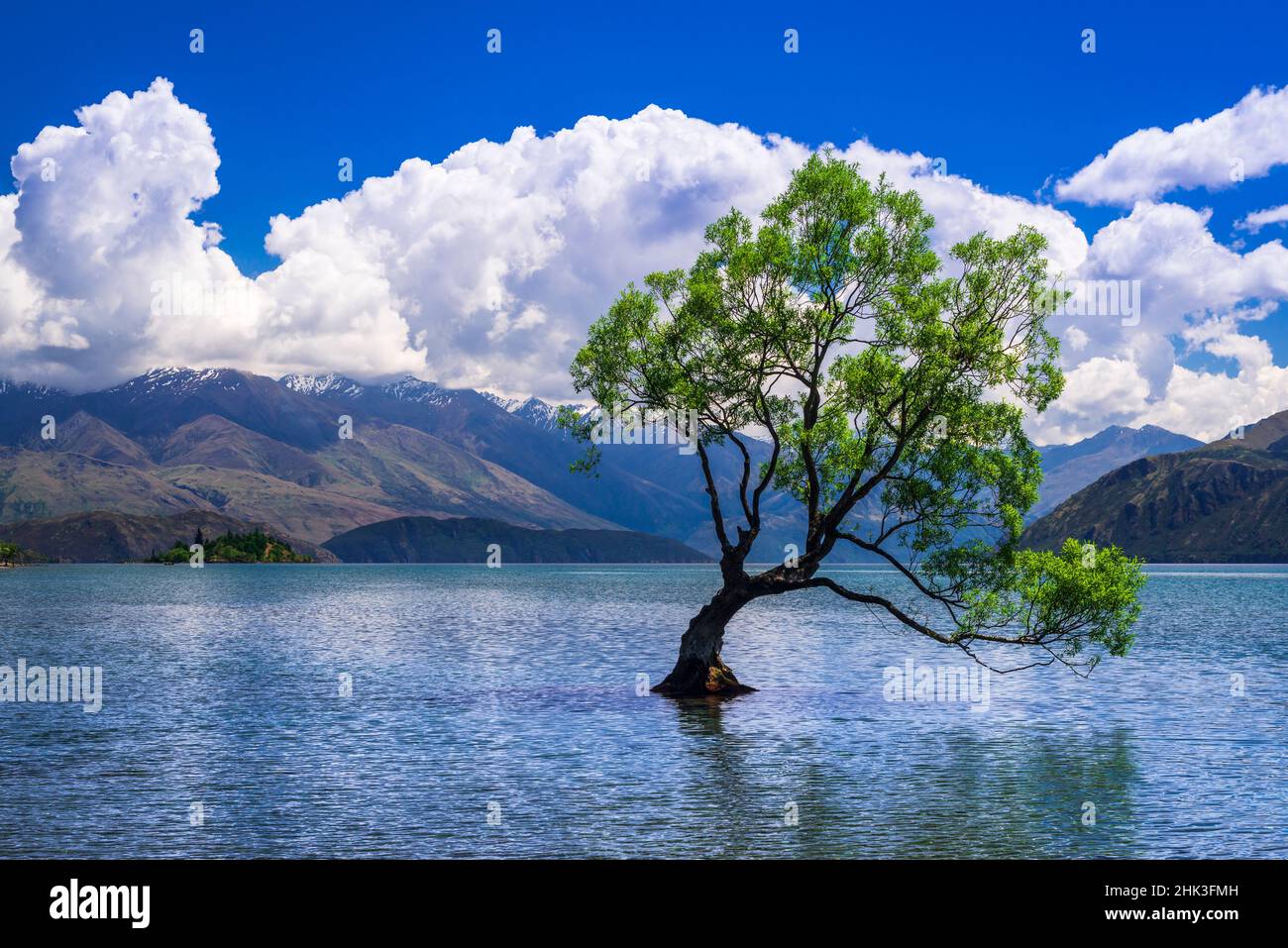 The Wanaka tree, Lake Wanaka, Otago, South Island, New Zealand Stock ...