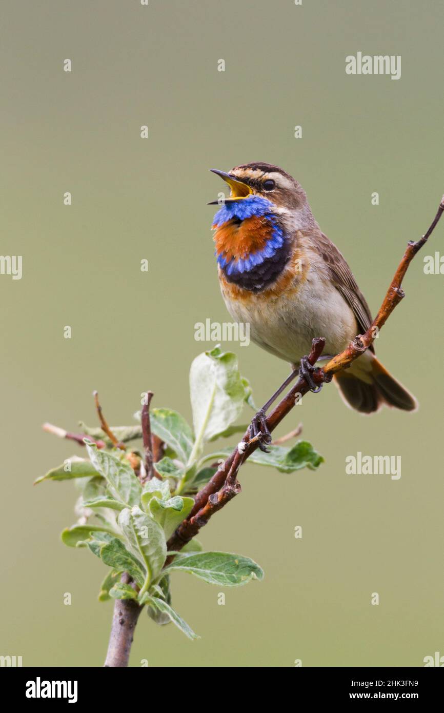 Bluethroat Male; Territory Song Stock Photo - Alamy
