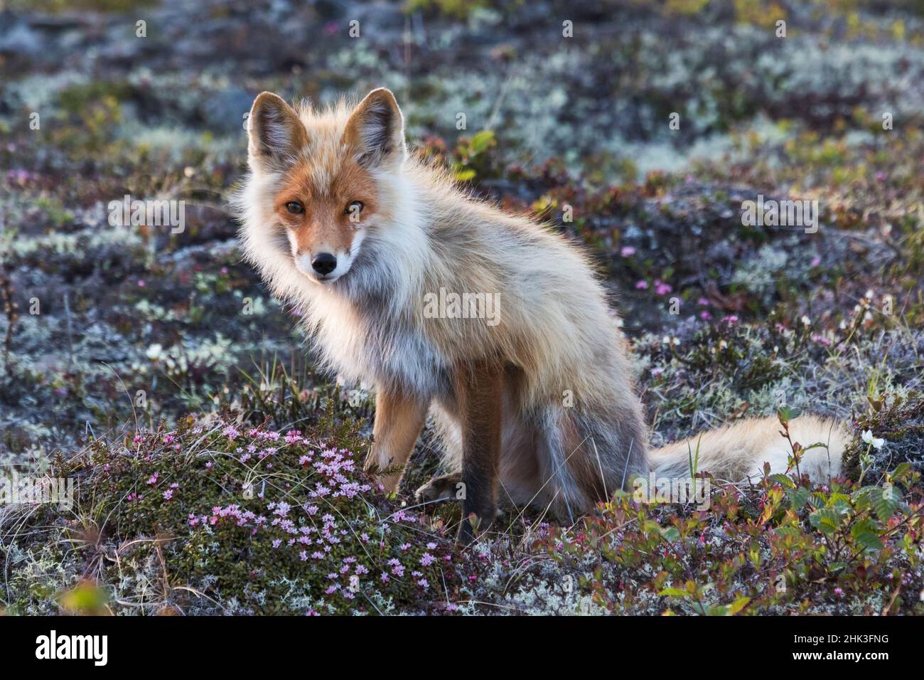 Red Fox; tundra in bloom Stock Photo - Alamy