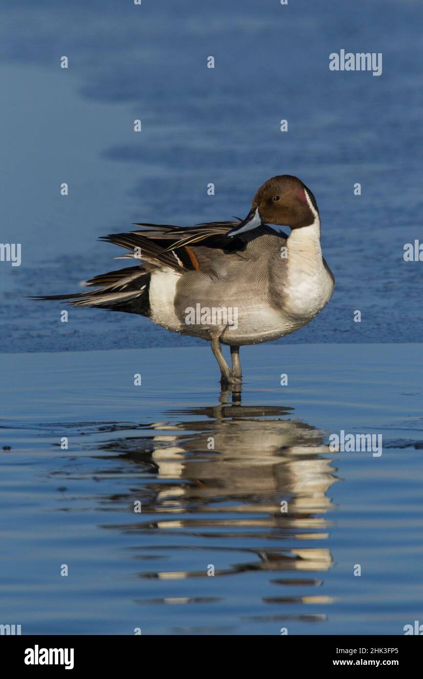 Northern pintail drake, winter preening Stock Photo - Alamy