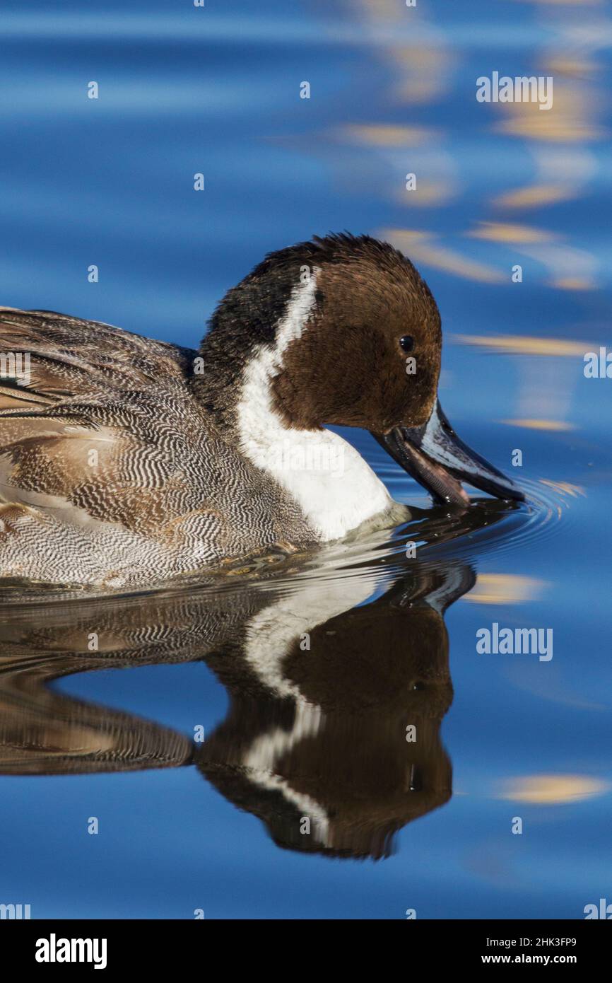 Northern pintail drake foraging Stock Photo - Alamy