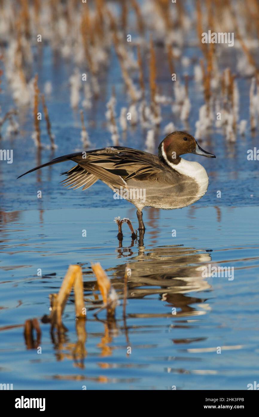 Northern pintail drake, winter stretch Stock Photo - Alamy