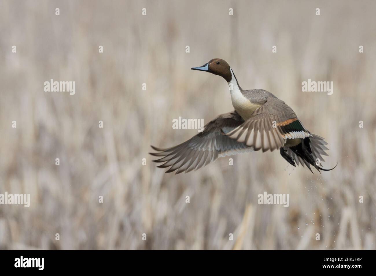 Northern pintail drake taking flight Stock Photo - Alamy