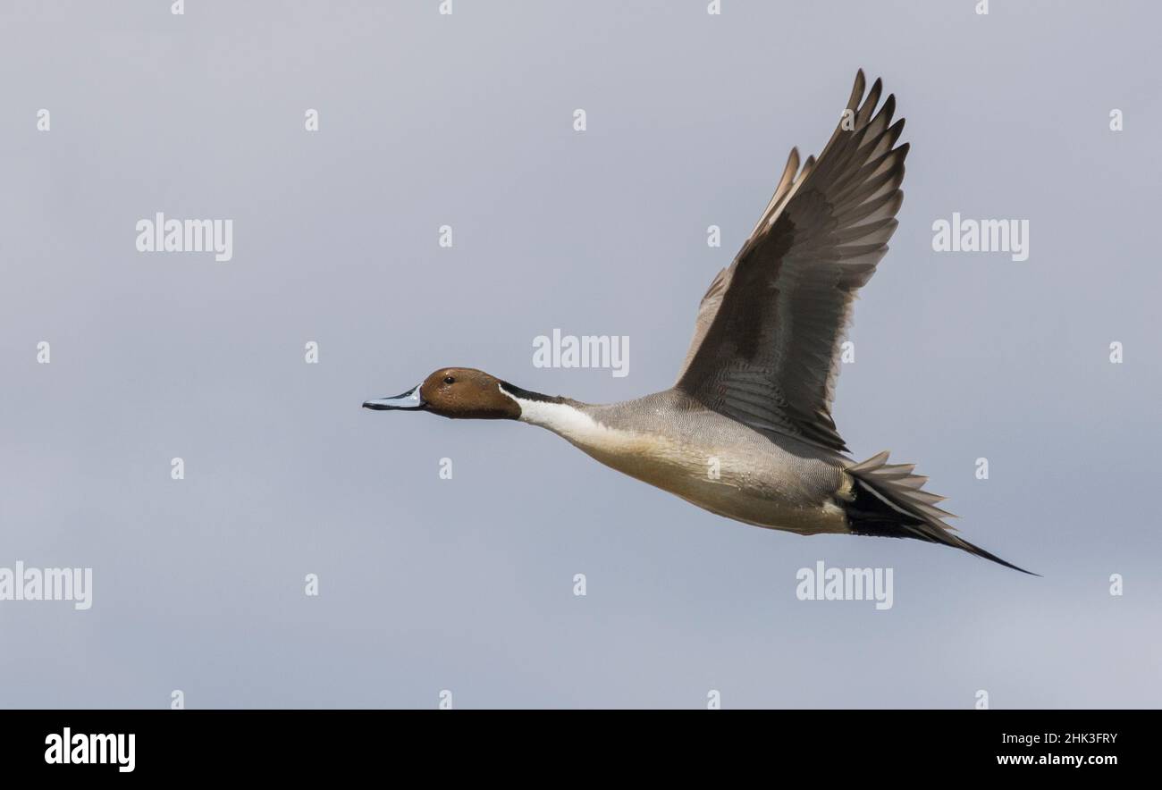 Northern pintail drake flying Stock Photo - Alamy