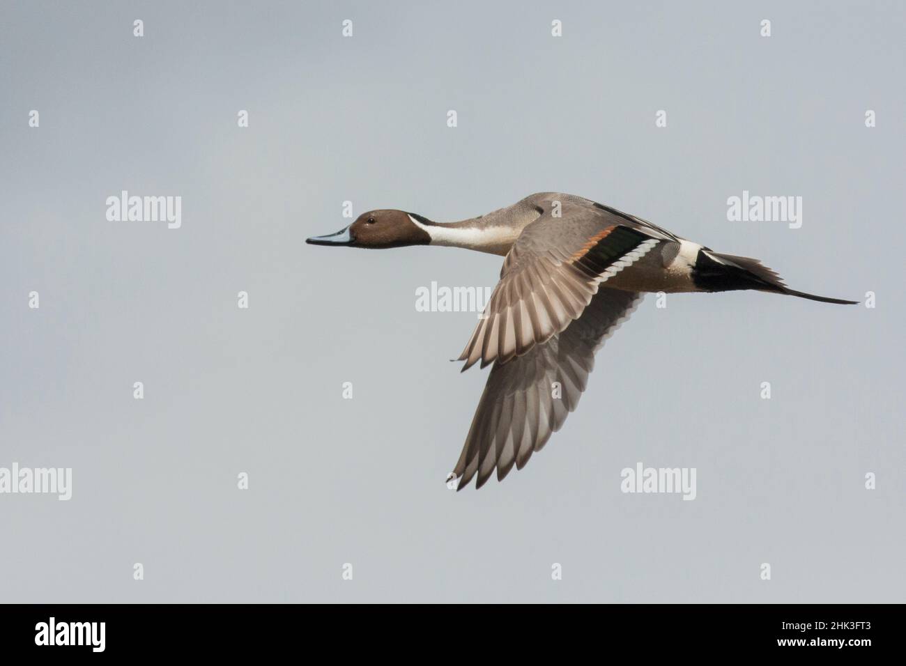 Northern pintail drake flying Stock Photo - Alamy