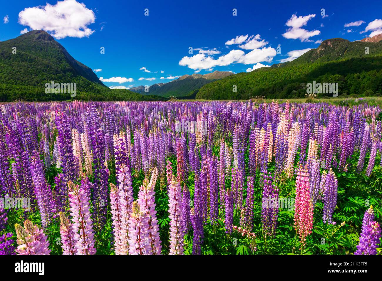 Spring lupine in Eglinton Valley, Fiordland National Park, South Island ...