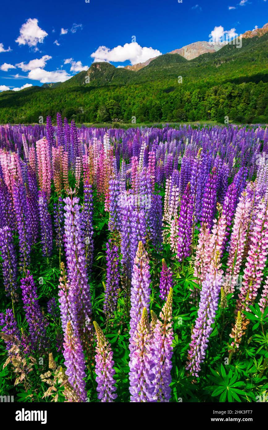 Spring lupine in Eglinton Valley, Fiordland National Park, South Island ...