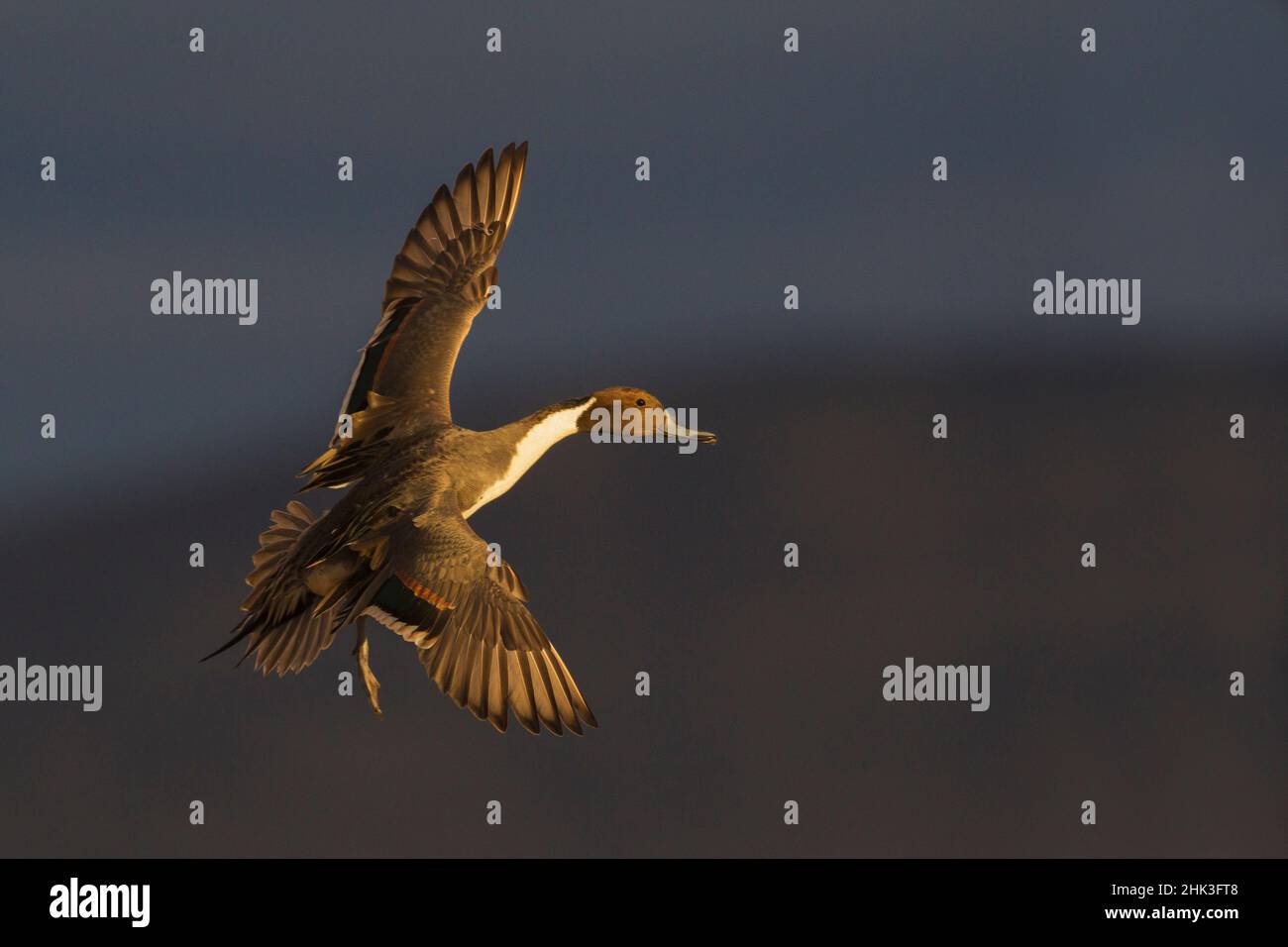 Northern pintail drake flying Stock Photo - Alamy