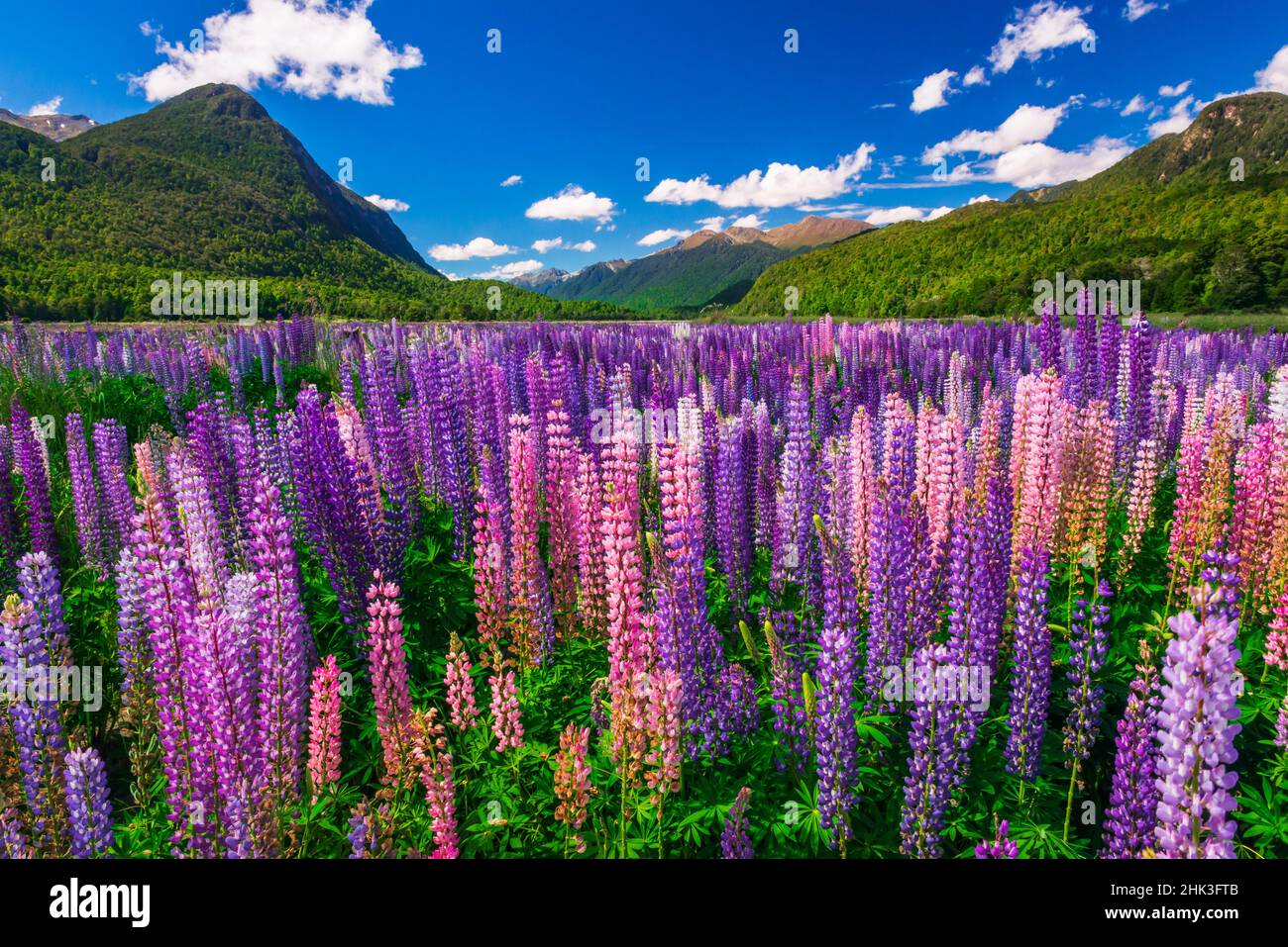 Spring lupine in Eglinton Valley, Fiordland National Park, South Island ...