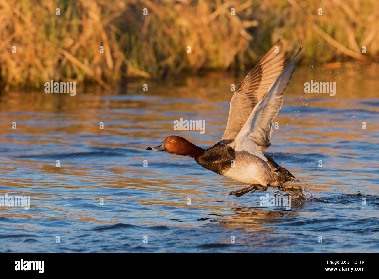 Redhead drake taking flight Stock Photo - Alamy