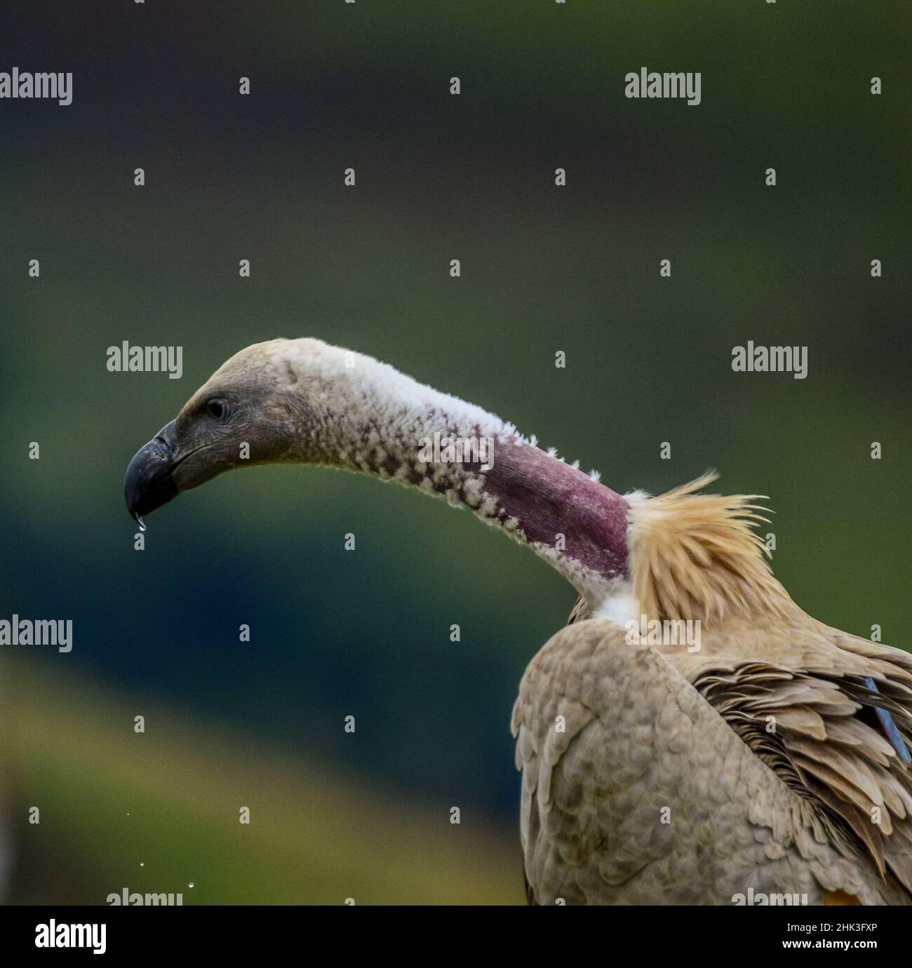 Cape vulture or Cape griffon vulture head portrait in Drakensberg South ...