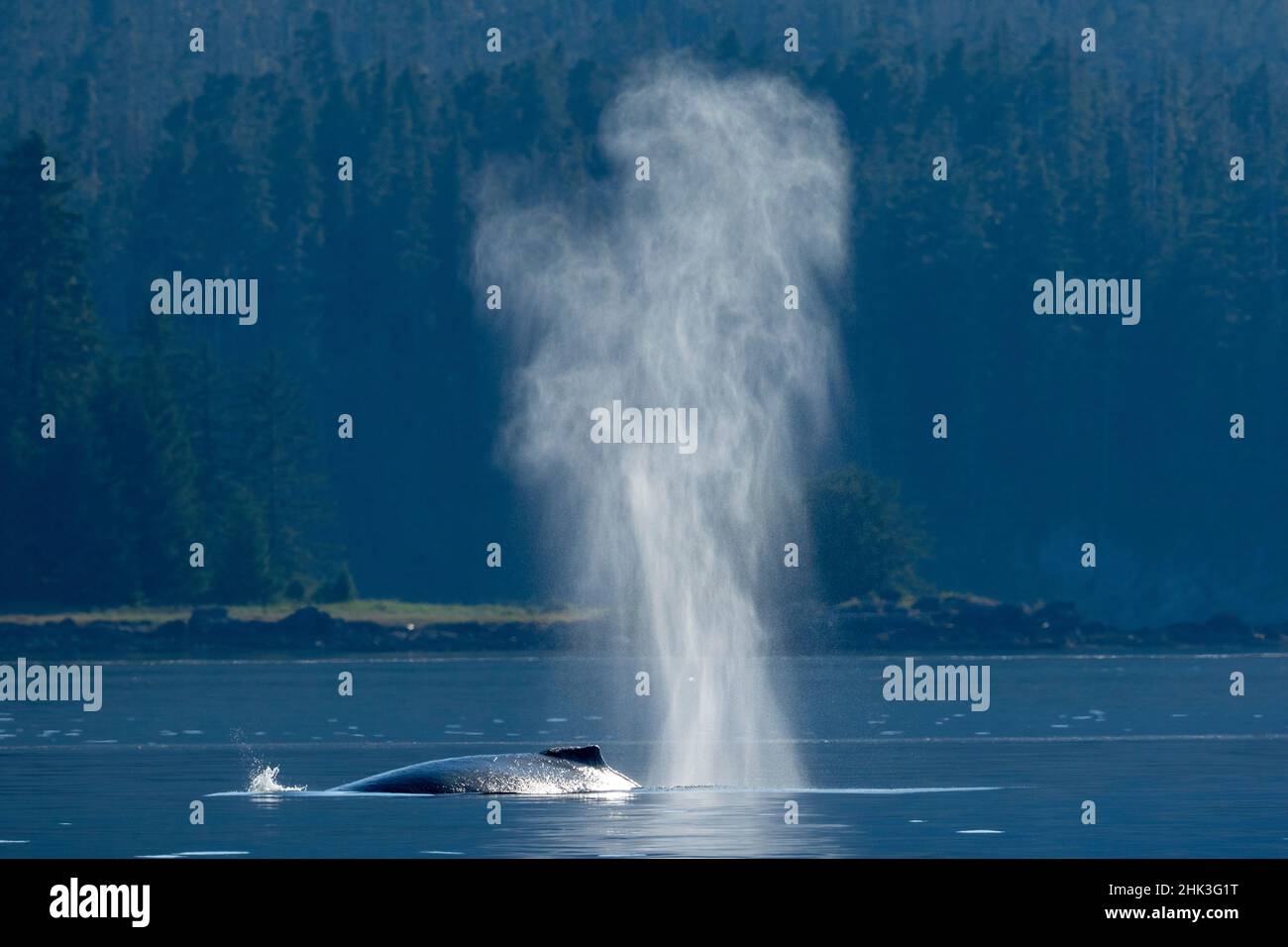 USA, Alaska, Mist from exhaled breath of Humpback Whale (Megaptera ...