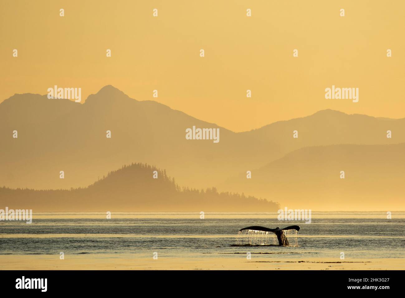 USA, Alaska, Water streams from tails of Humpback Whale (Megaptera ...