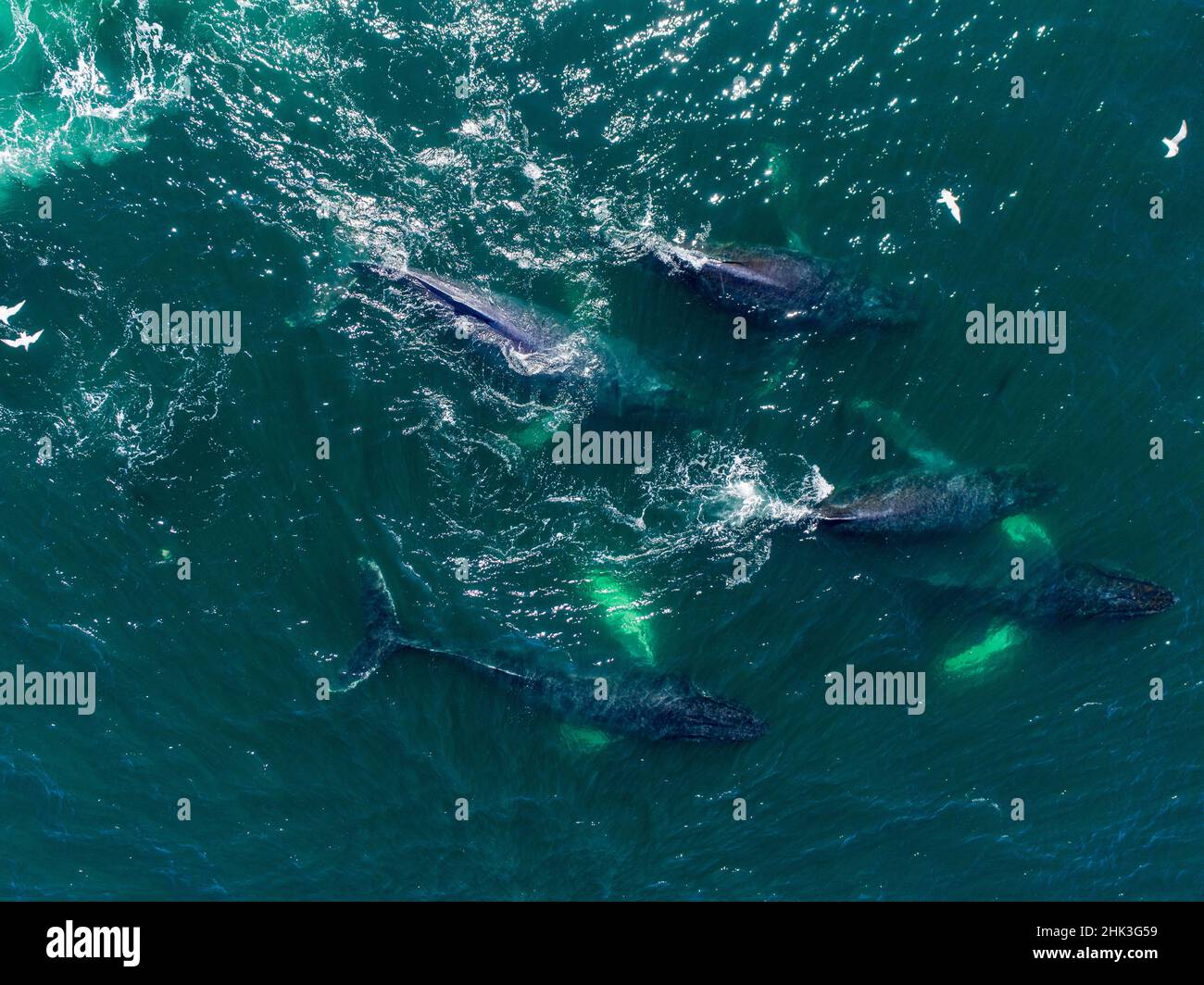 USA, Alaska, Aerial view of Humpback Whales (Megaptera novaeangliae ...