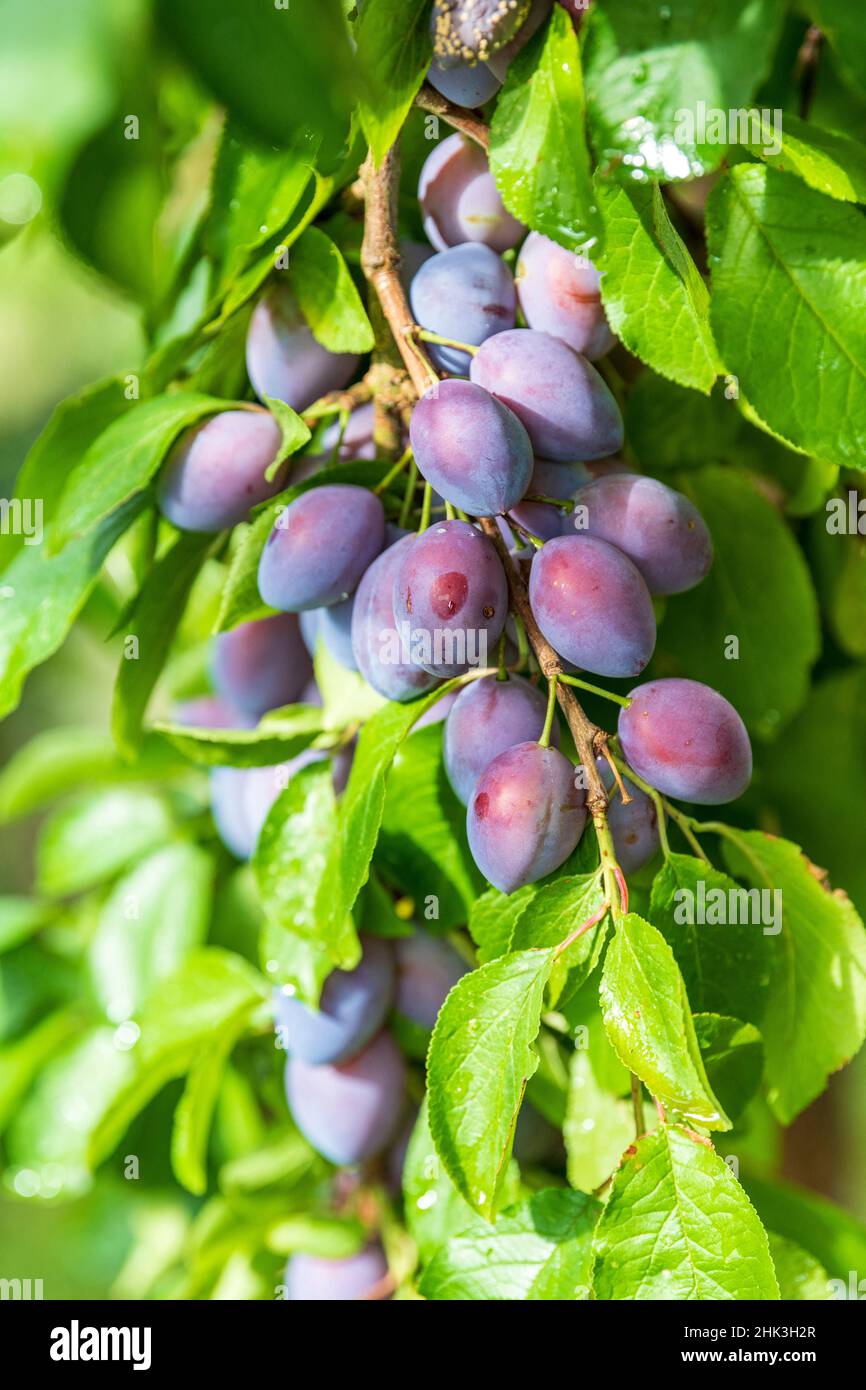European plum prunus domestica rosaceae hi-res stock photography and ...