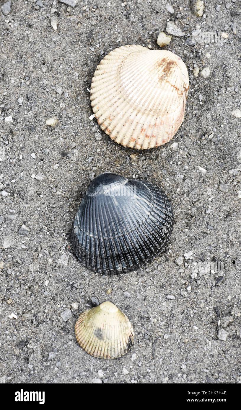 Alaska, Ketchikan, cockle shells on beach Stock Photo - Alamy