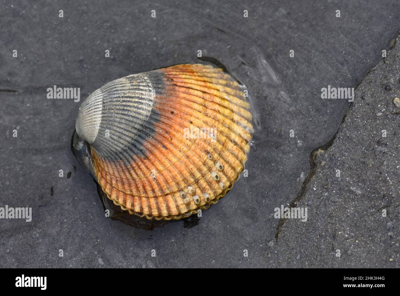 Alaska, Ketchikan, cockle shell on beach Stock Photo - Alamy