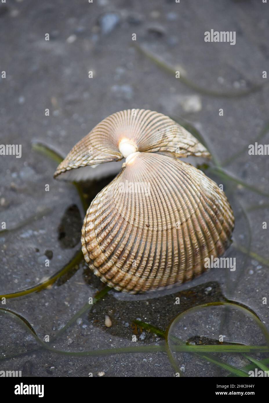 Alaska, Ketchikan, cockle shell on beach Stock Photo - Alamy