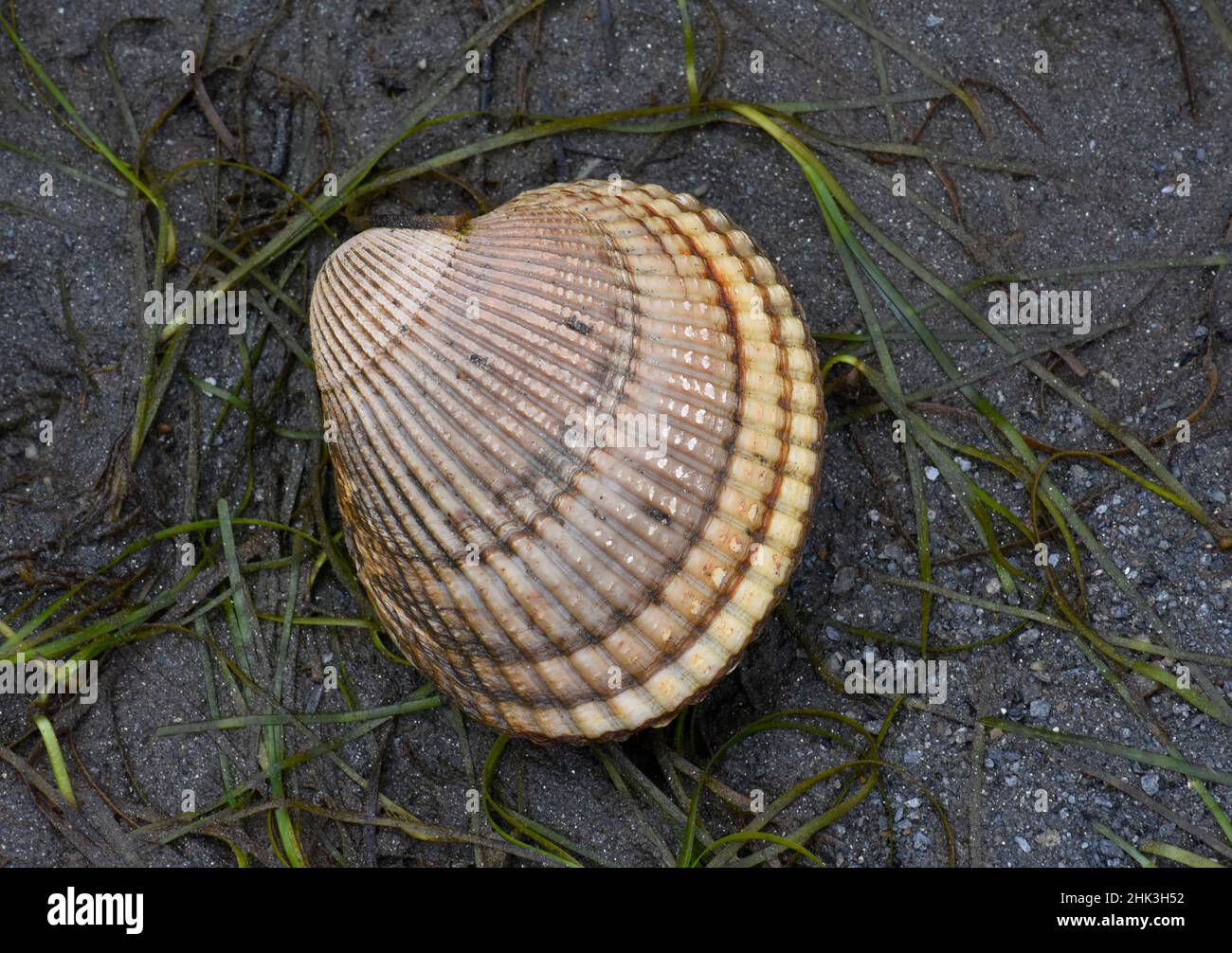 Alaska, Ketchikan, cockle shell on beach Stock Photo - Alamy