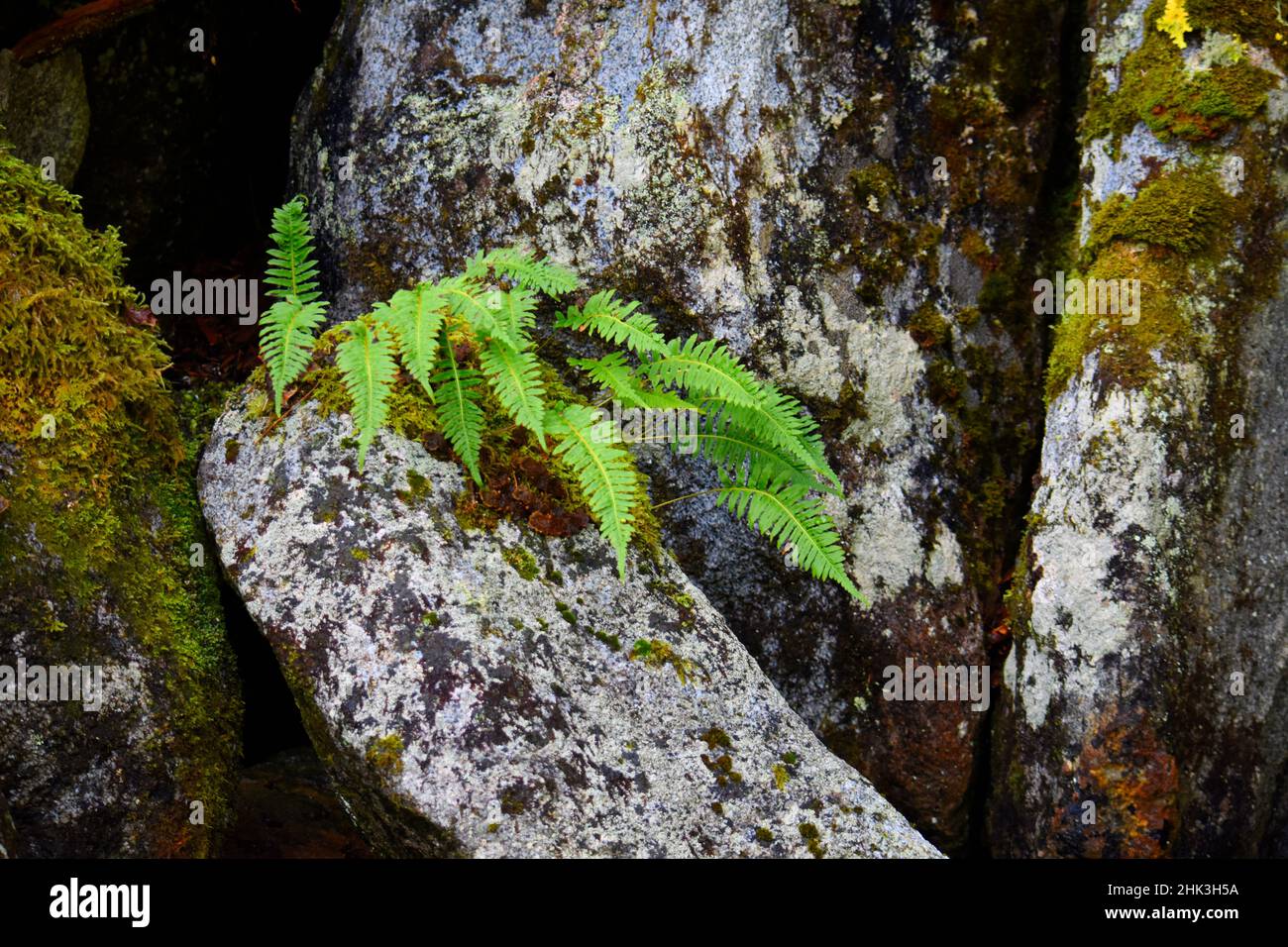 USA, Alaska, Sitka, ferns growing on boulders Stock Photo - Alamy