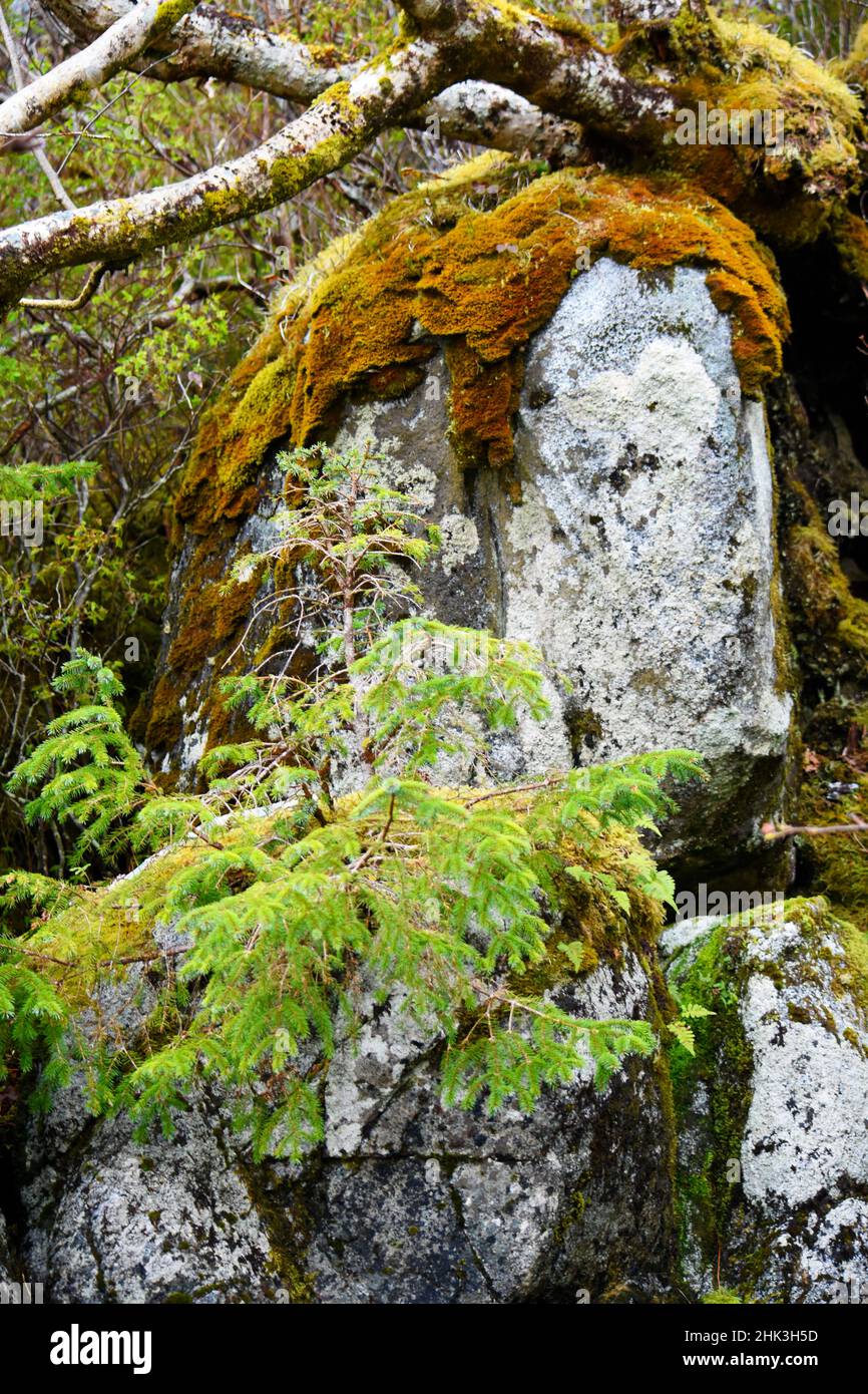 USA, Alaska, Sitka, Sitka spruce tree growing from boulders with moss ...