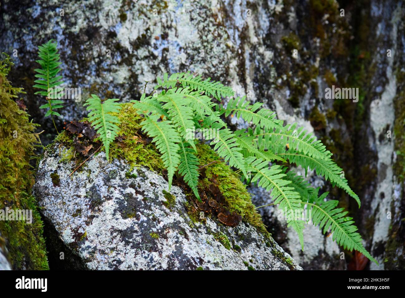 USA, Alaska, Sitka, ferns growing on boulders Stock Photo - Alamy