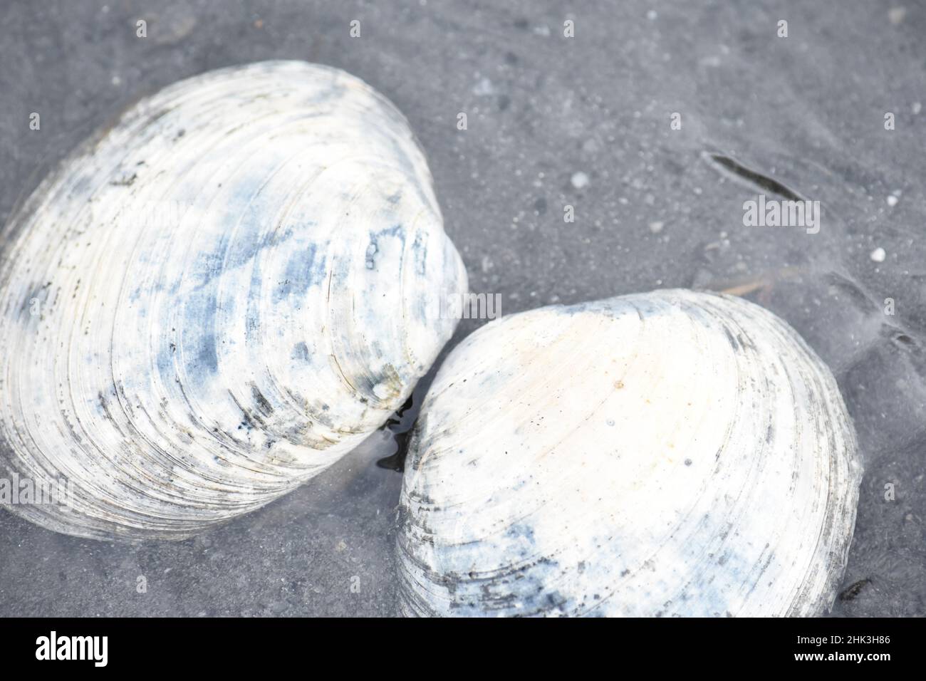 Alaska, Ketchikan, clam shells on beach Stock Photo - Alamy
