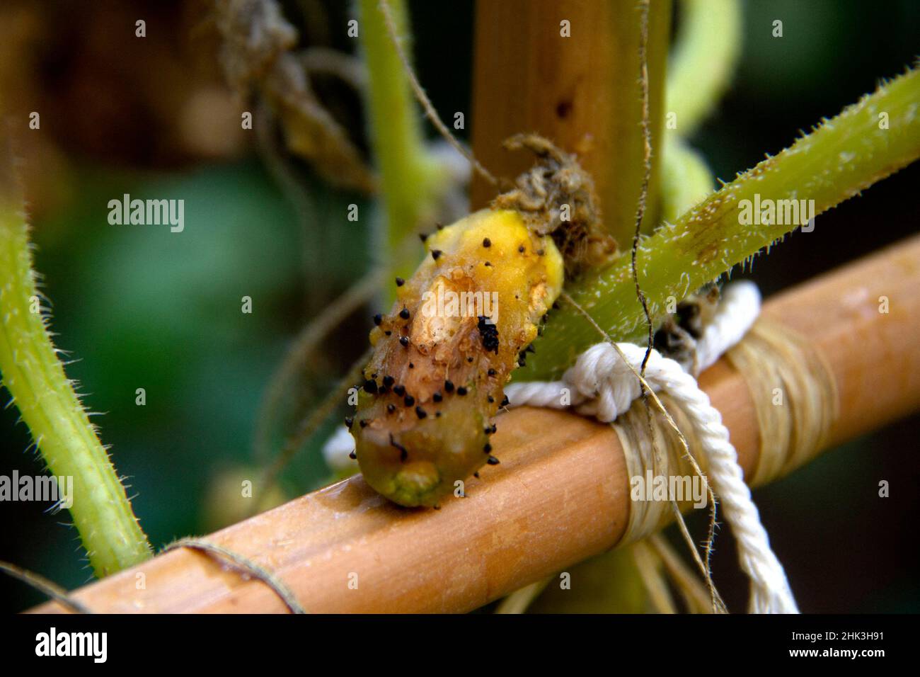 Rot on Pickle (Cucumis sativus) in the vegetable garden Stock Photo - Alamy