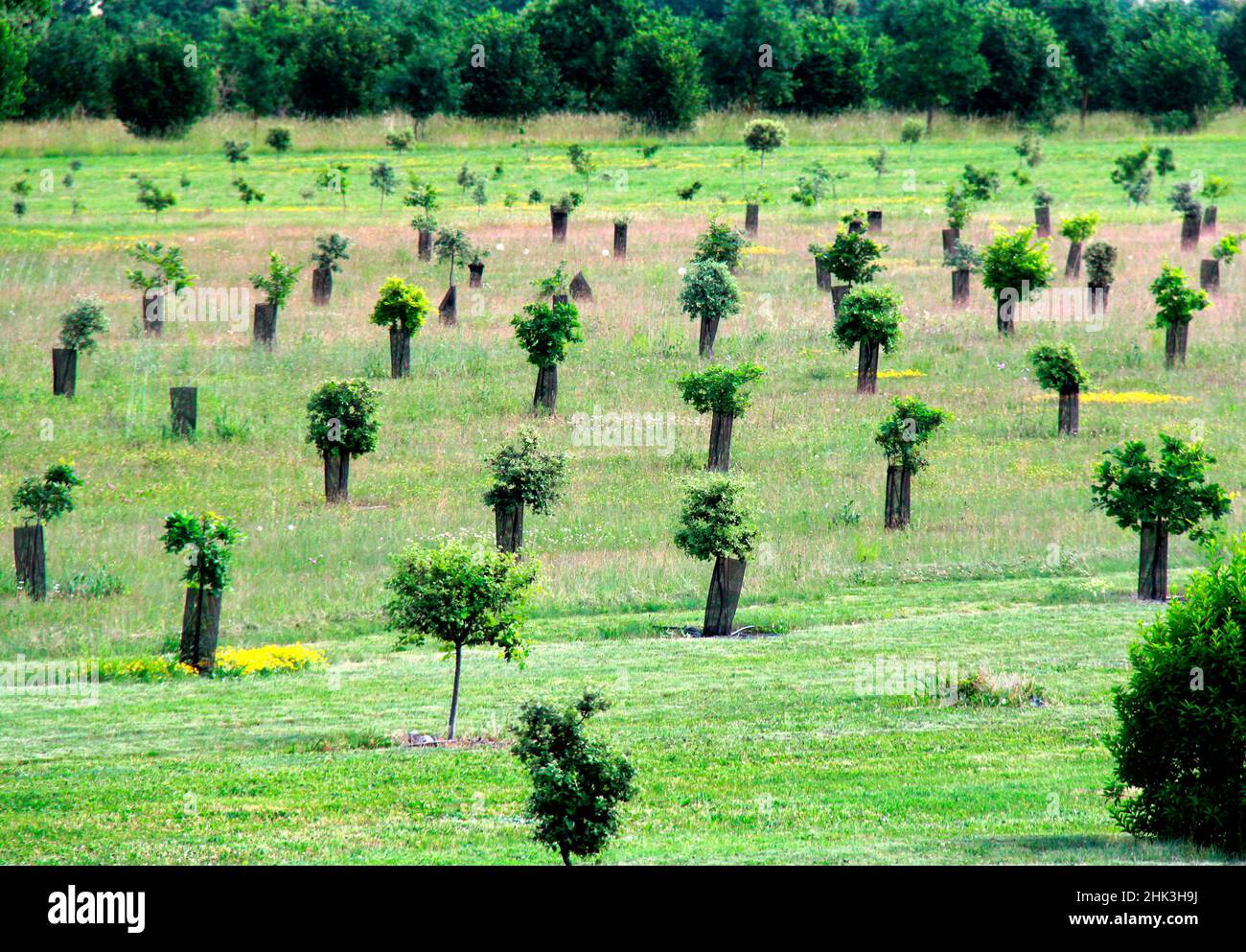Truffle oak plantation, France Stock Photo - Alamy