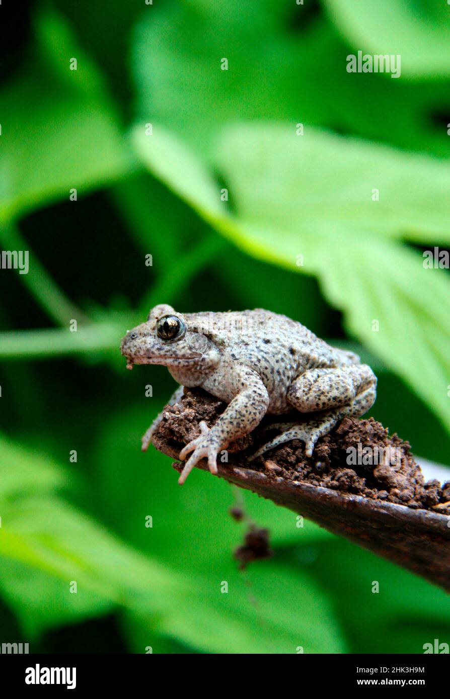 Young toad in a garden, France Stock Photo - Alamy