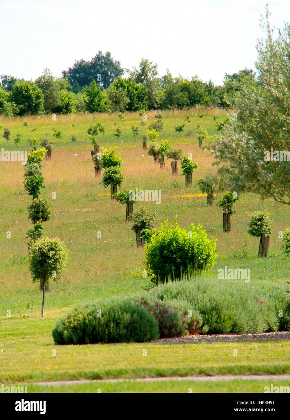 Truffle tree plantation hi-res stock photography and images - Alamy