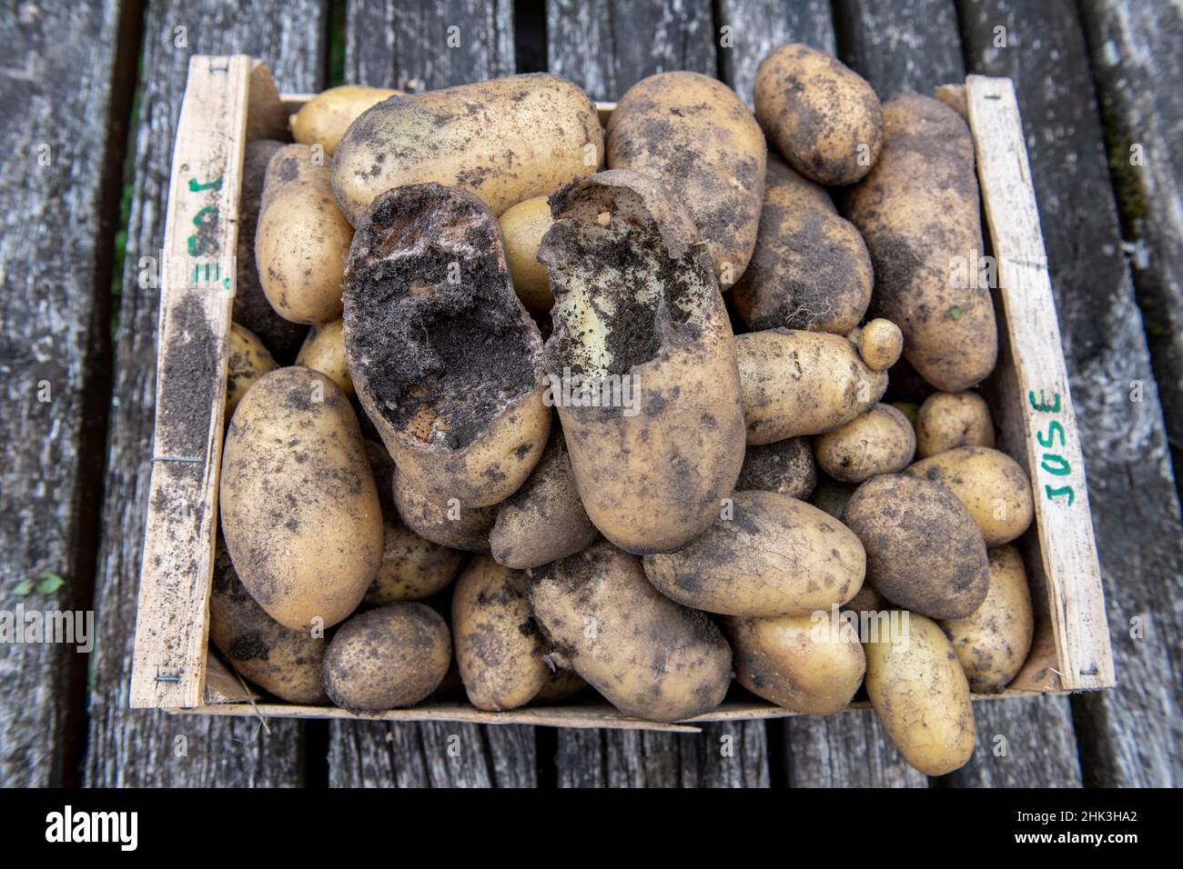 Harvest of 'Jose' potatoes including two potatoes eaten by field mice ...