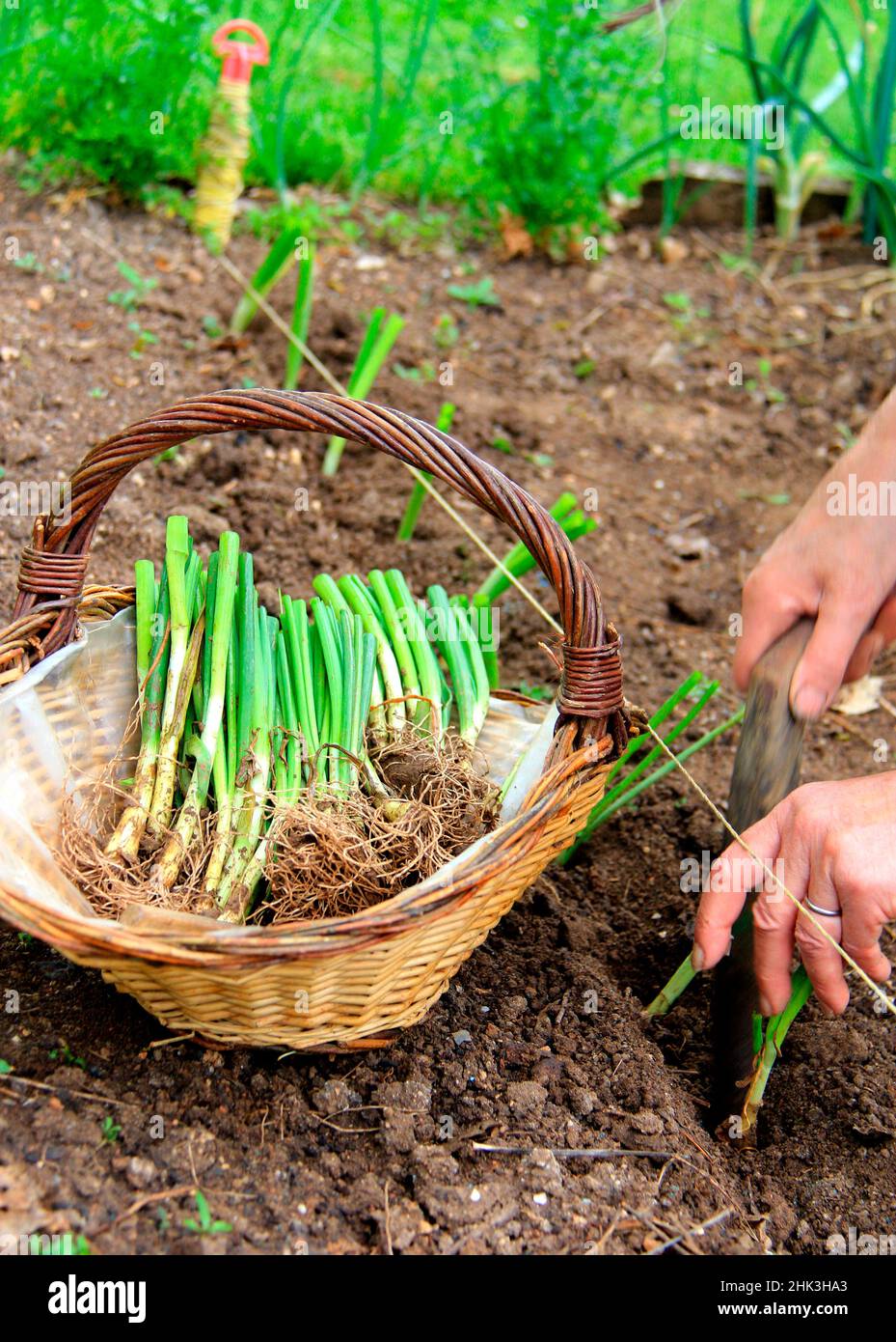 Vegetable garden onion (Allium cepa) transplanting, step 3 Stock Photo ...