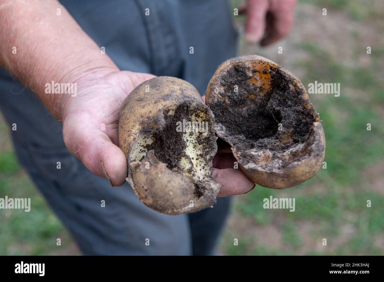 Man holding in his hand two potatoes eaten by field mice, summer ...