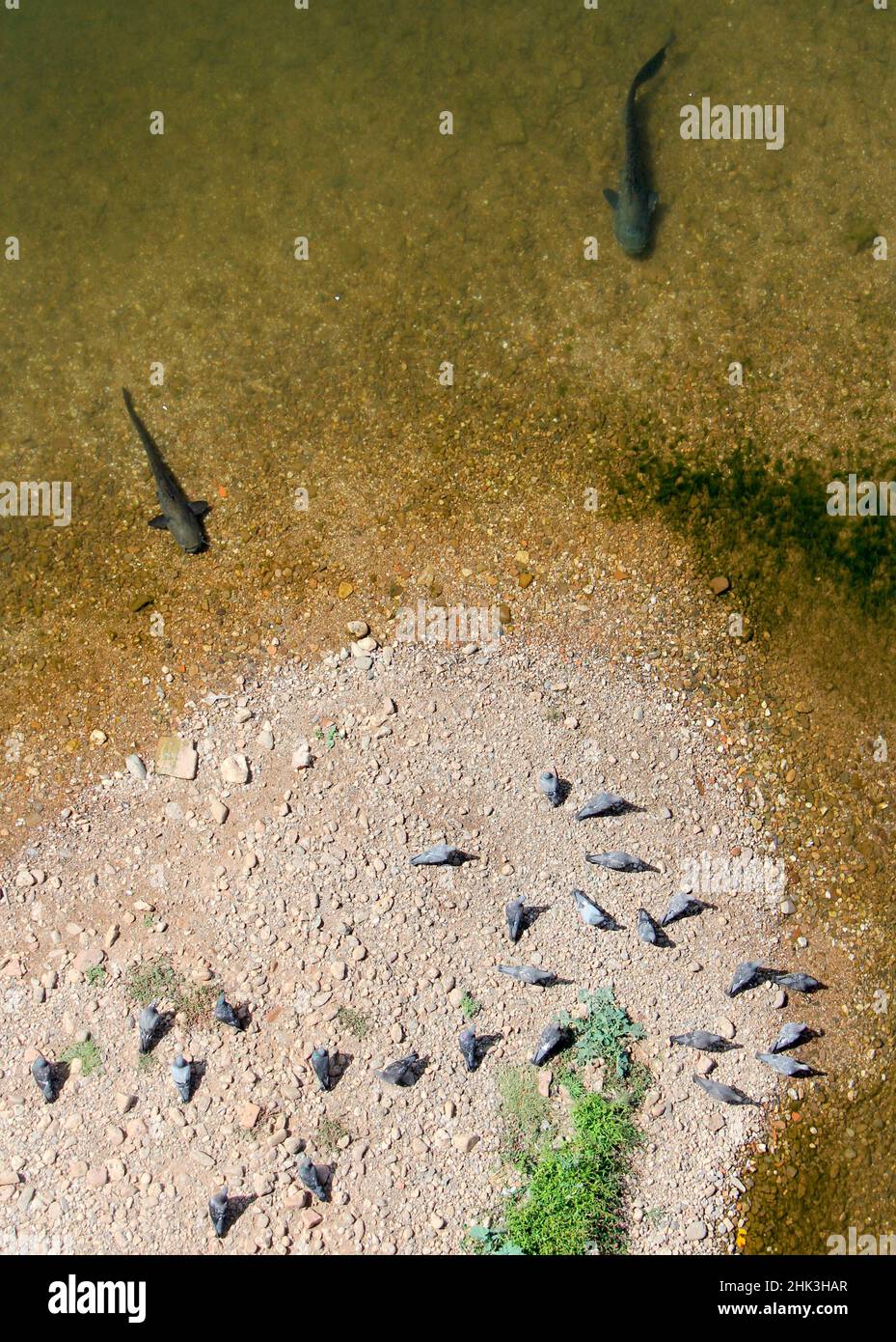 Wels Catfish (Silurus glanis) watching a group of Pigeons, catfish ...