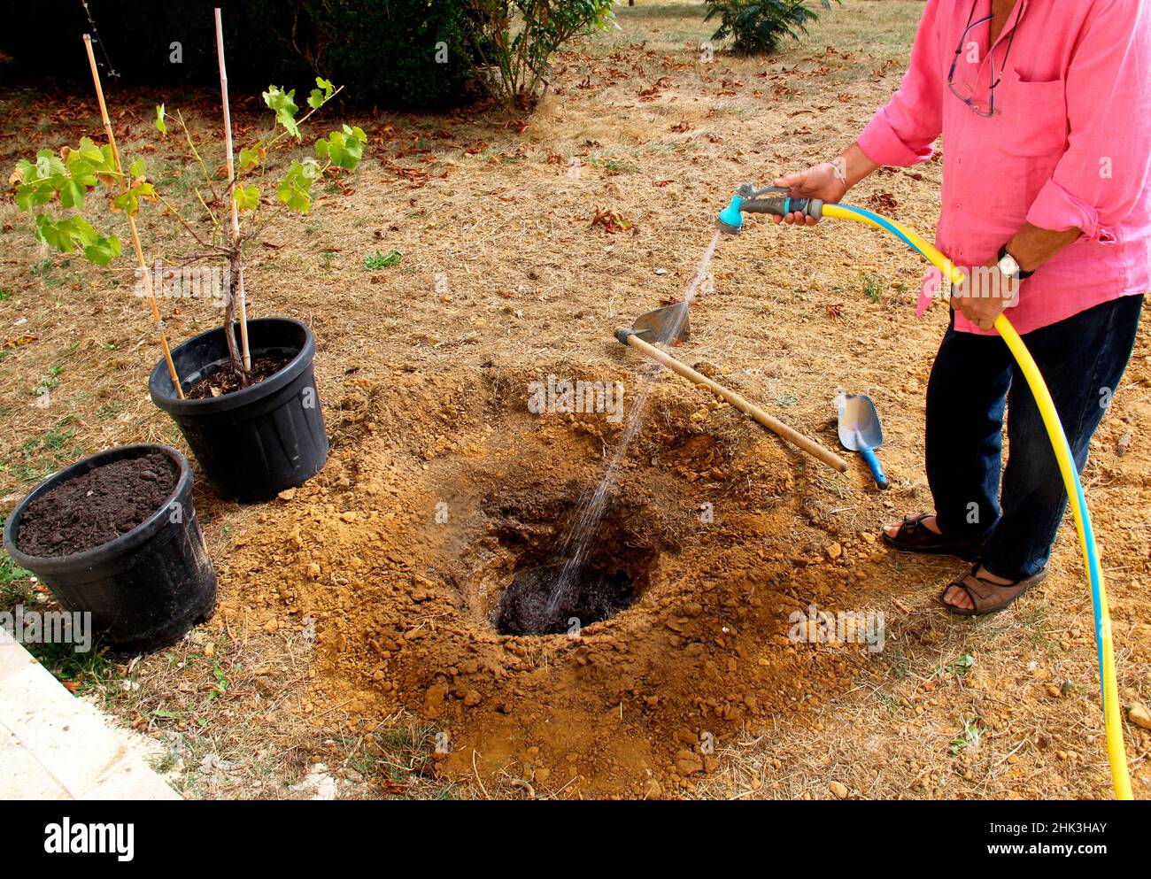 Planting a vine stock, wet the planting hole Stock Photo - Alamy