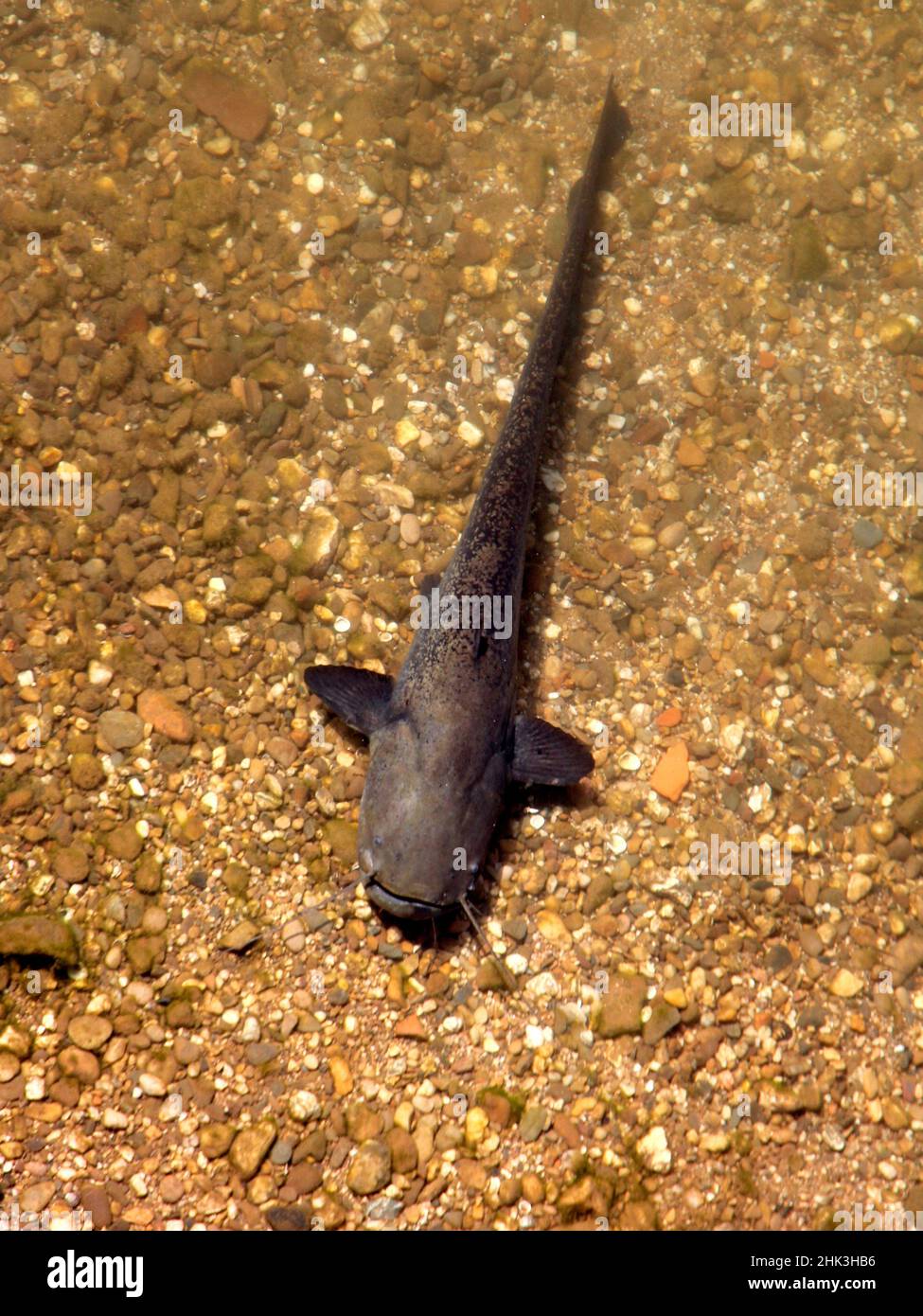 Wels Catfish (Silurus glanis) watching a group of Pigeons, catfish ...