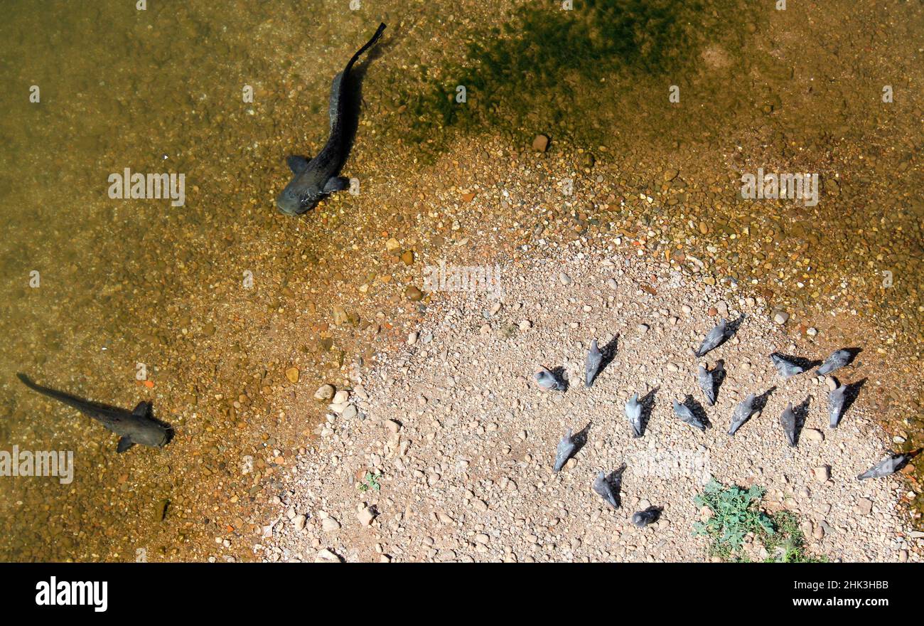 Wels Catfish (Silurus glanis) watching a group of Pigeons, catfish ...