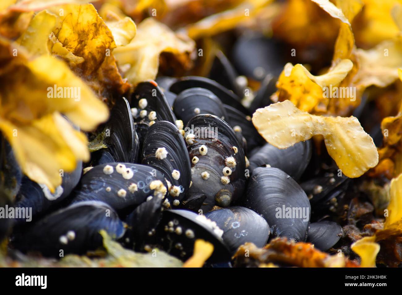 Alaska, Ketchikan, mussels on beach with barnacles Stock Photo - Alamy