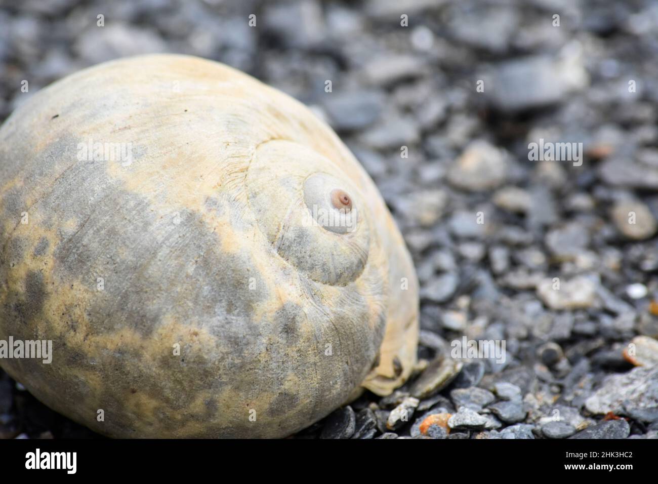 Alaska, Ketchikan, moon snail shell on beach Stock Photo - Alamy