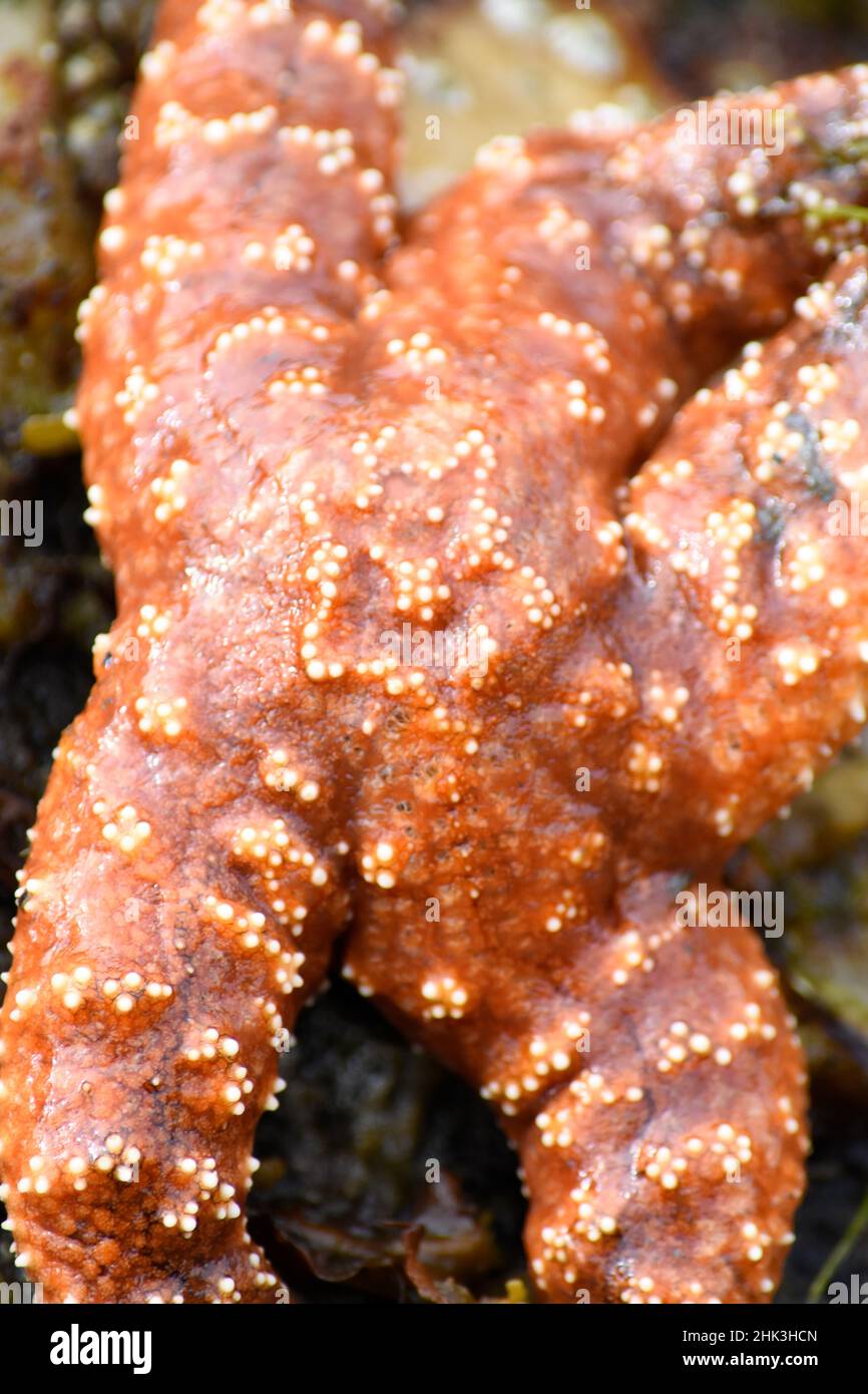 Alaska, Ketchikan, Sea star (Pisaster orchraceus Stock Photo - Alamy