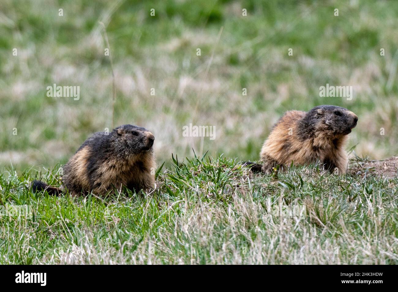 Alpine marmots (Marmota marmota), Valsavarenche, Gran Paradiso National ...