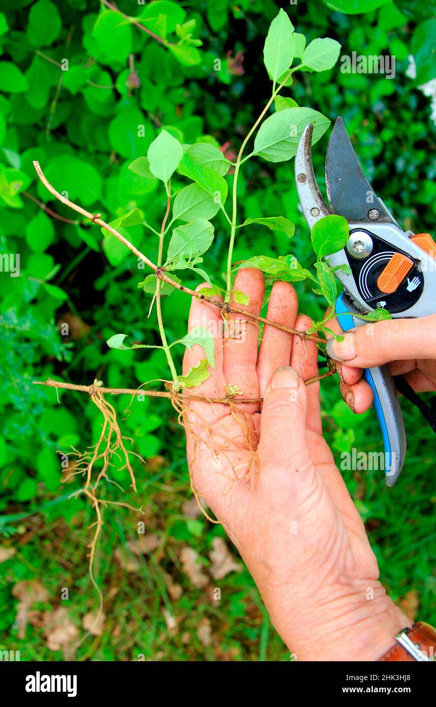 Honeysuckle (Lonicera sp) layering Stock Photo - Alamy