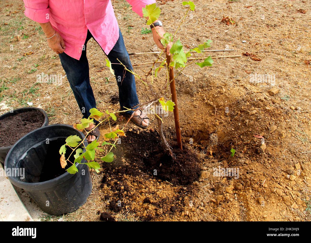 Planting a vine stock, positioning of the root ball Stock Photo - Alamy